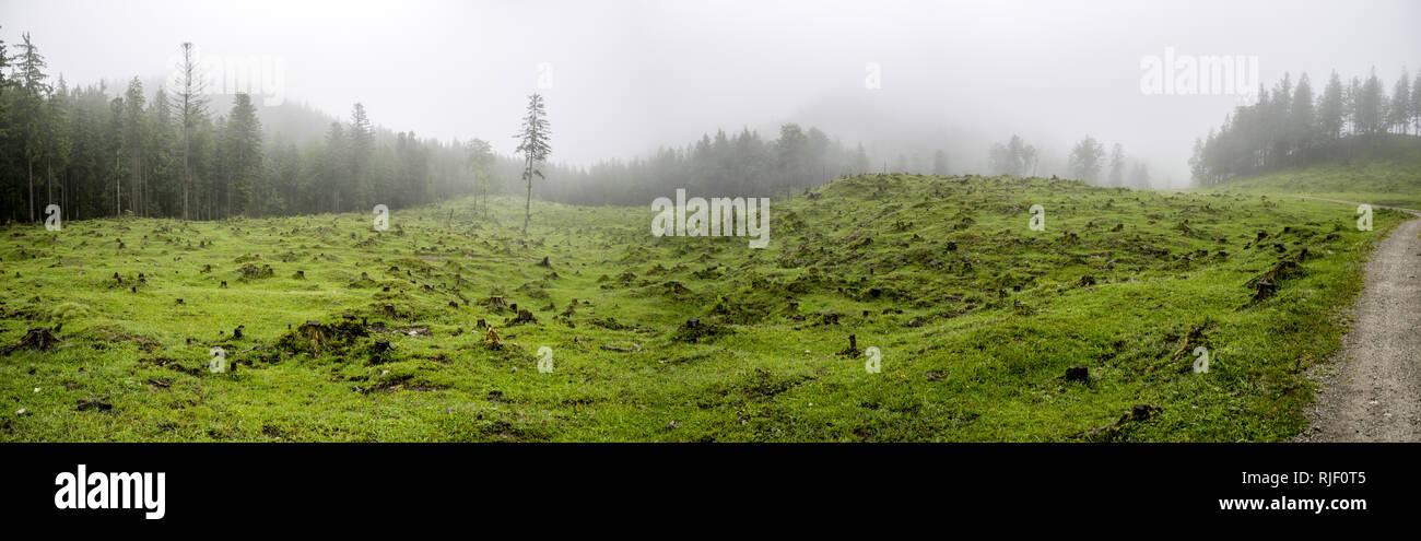 Meadow clearing wood hi-res stock photography and images - Alamy