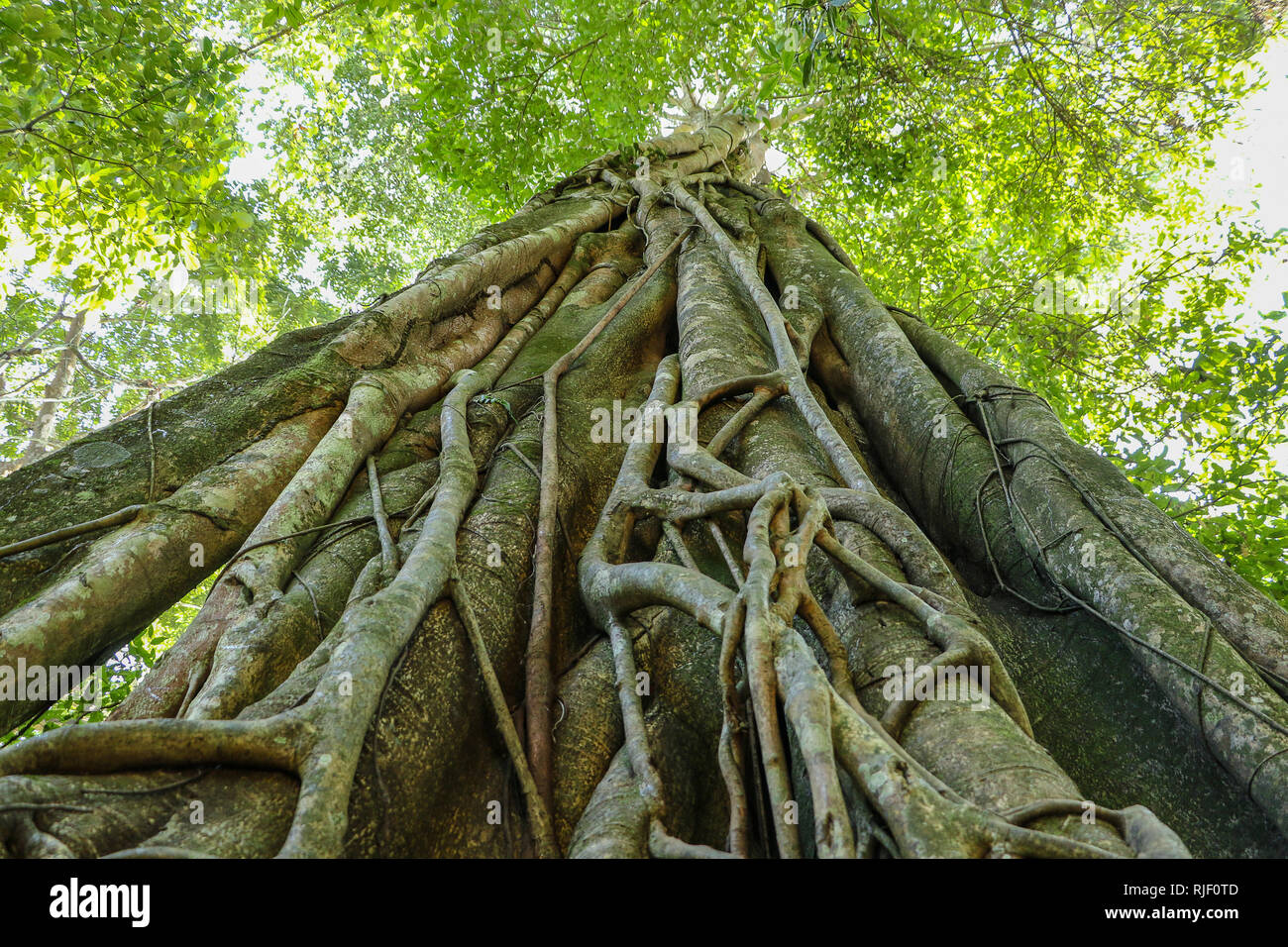 Many tree of jungle hi-res stock photography and images - Alamy