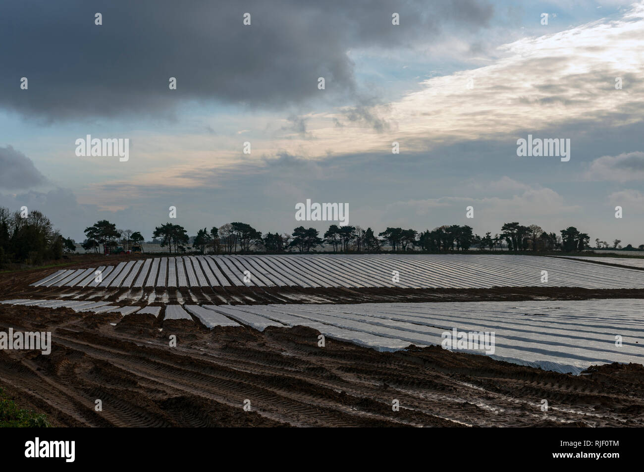 Carrot crop growing under plastic hi-res stock photography and images ...