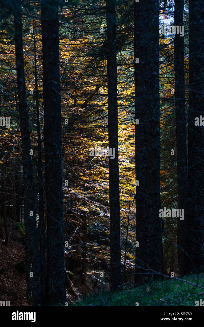 Deciduous tree temperate forest hi-res stock photography and images - Alamy