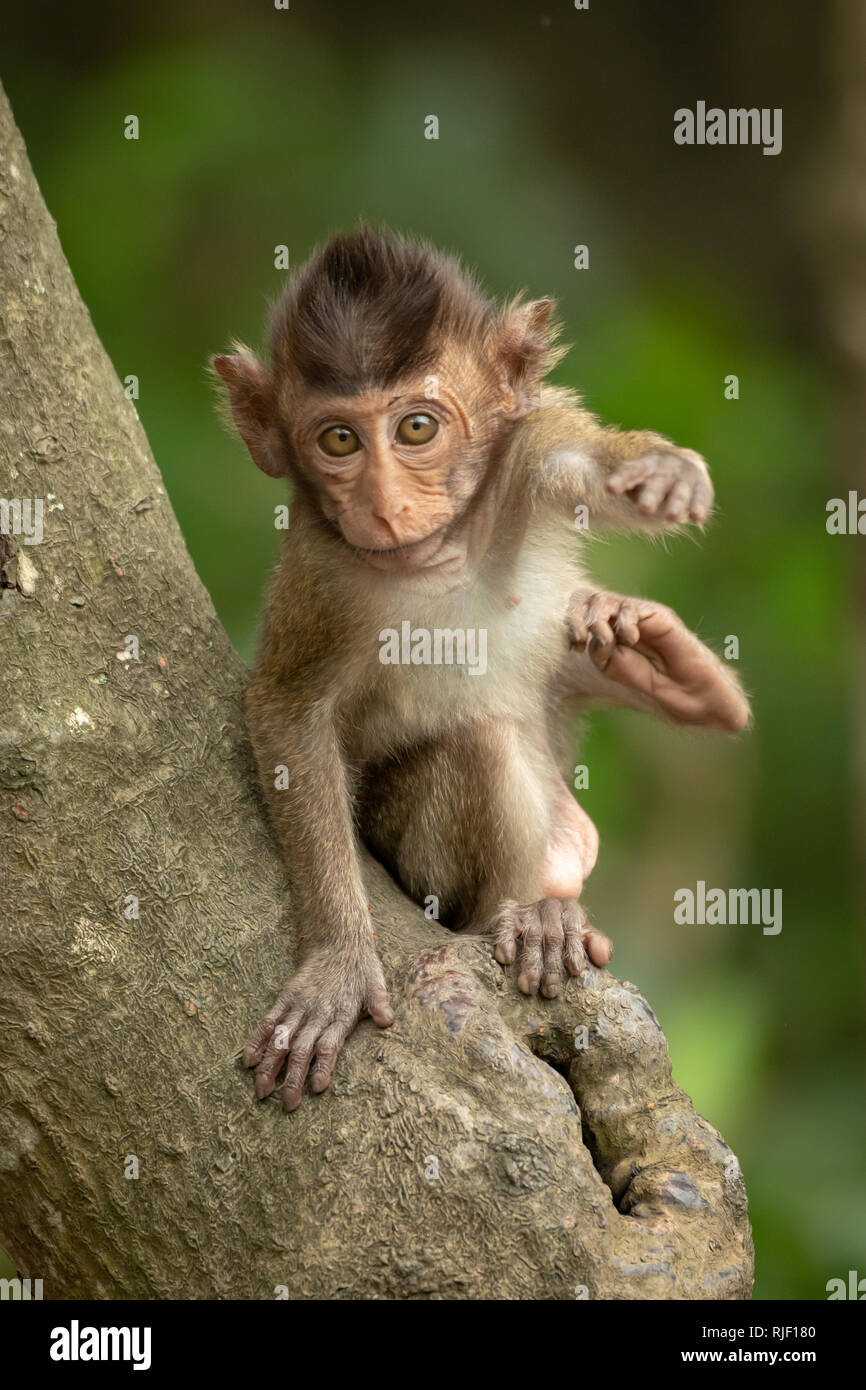 Baby long-tailed macaque on branch reaching forwards Stock Photo - Alamy