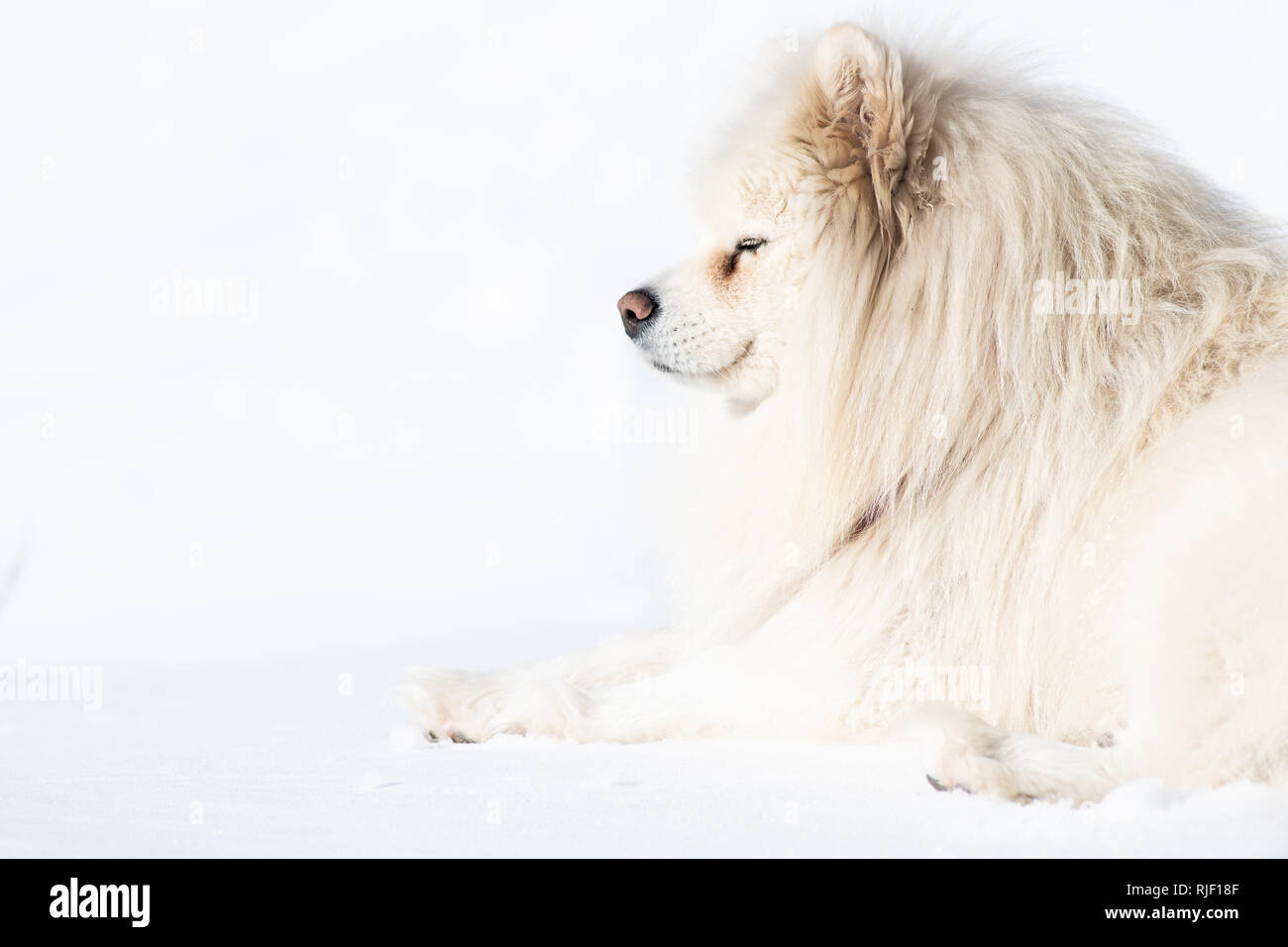 Pedigree samoyed hi-res stock photography and images - Alamy