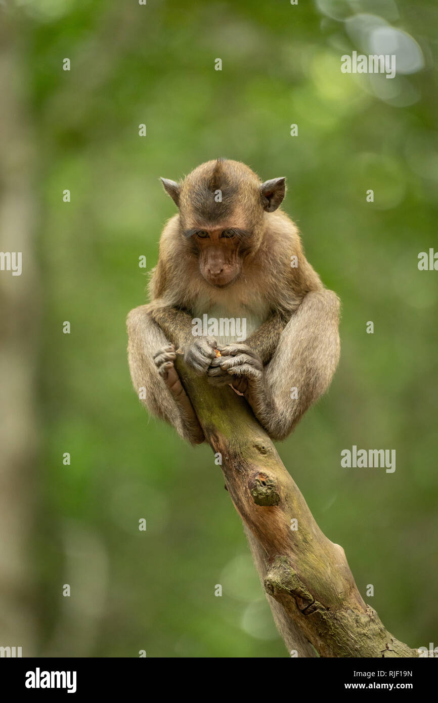 Wild stump tailed macaque hi-res stock photography and images - Alamy