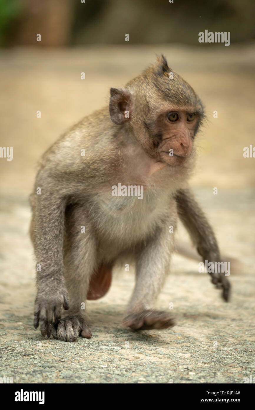 Baby long-tailed macaque runs on concrete path Stock Photo - Alamy