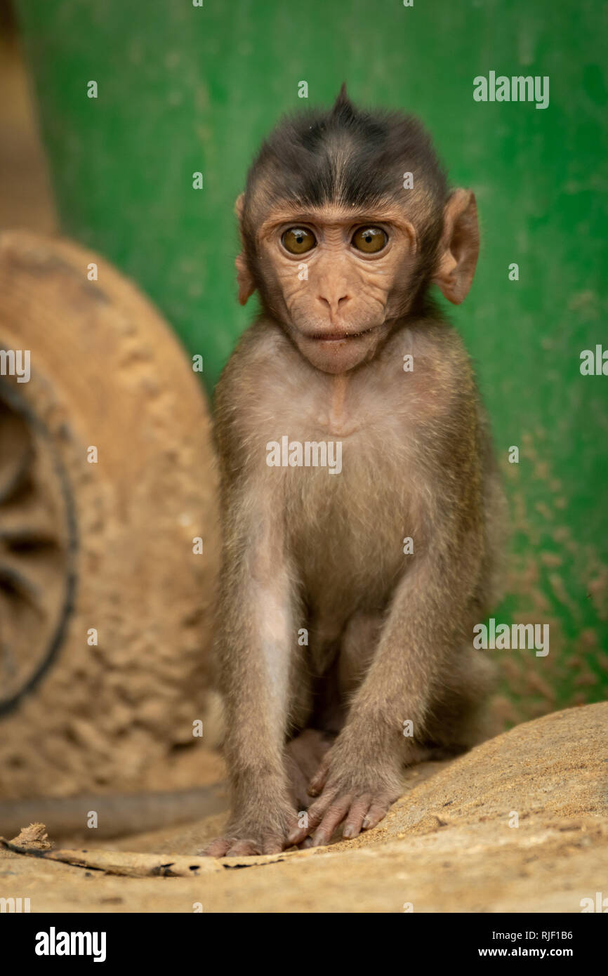 Baby long-tailed macaque sits by bin wheel Stock Photo - Alamy