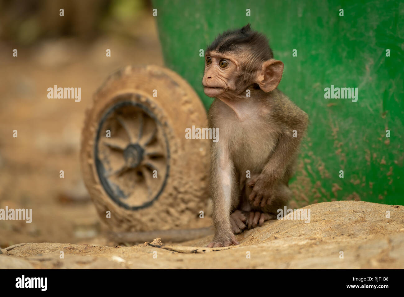 Baby long-tailed macaque sits by green bin Stock Photo - Alamy