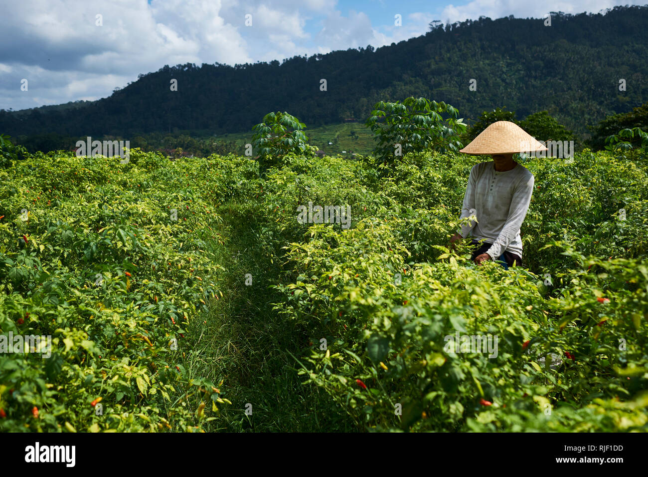 Worker picking chilli crop in Bali, Indonesia Stock Photo - Alamy