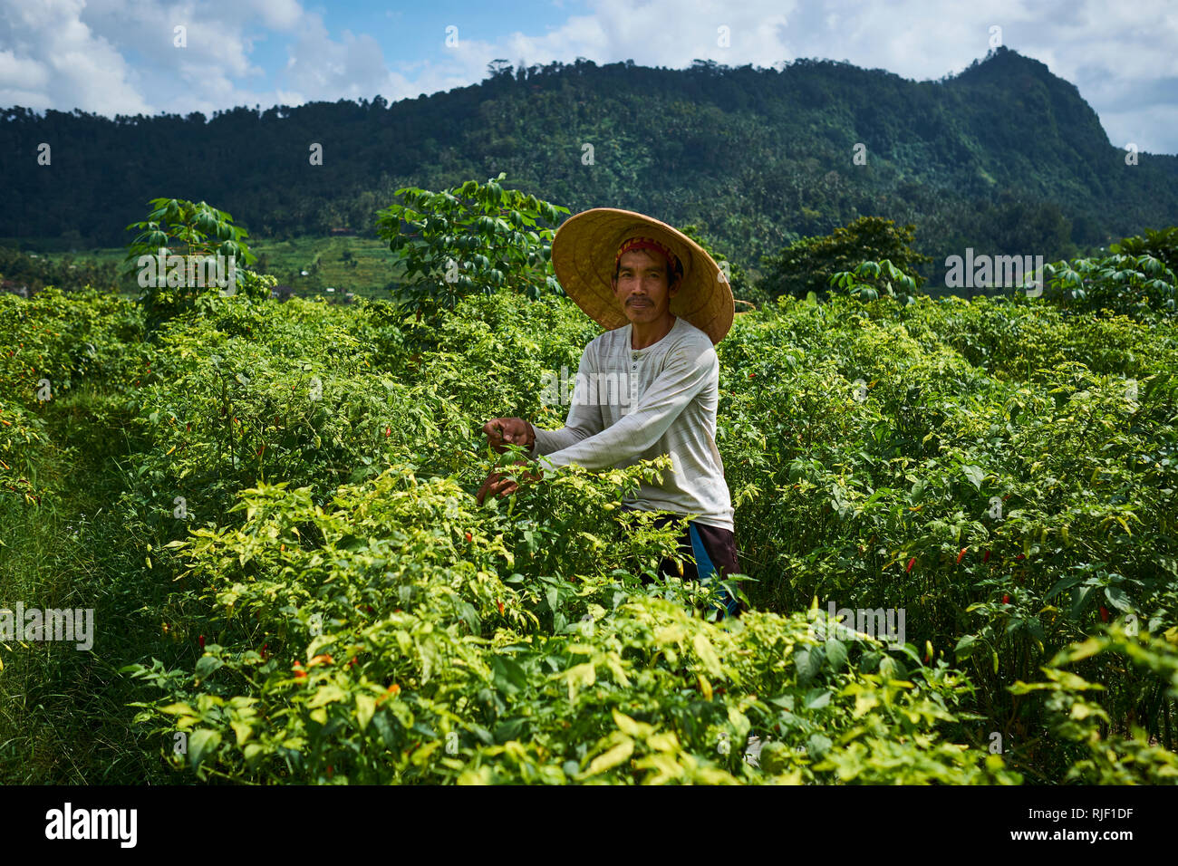 Worker picking chilli crop in Bali, Indonesia Stock Photo - Alamy