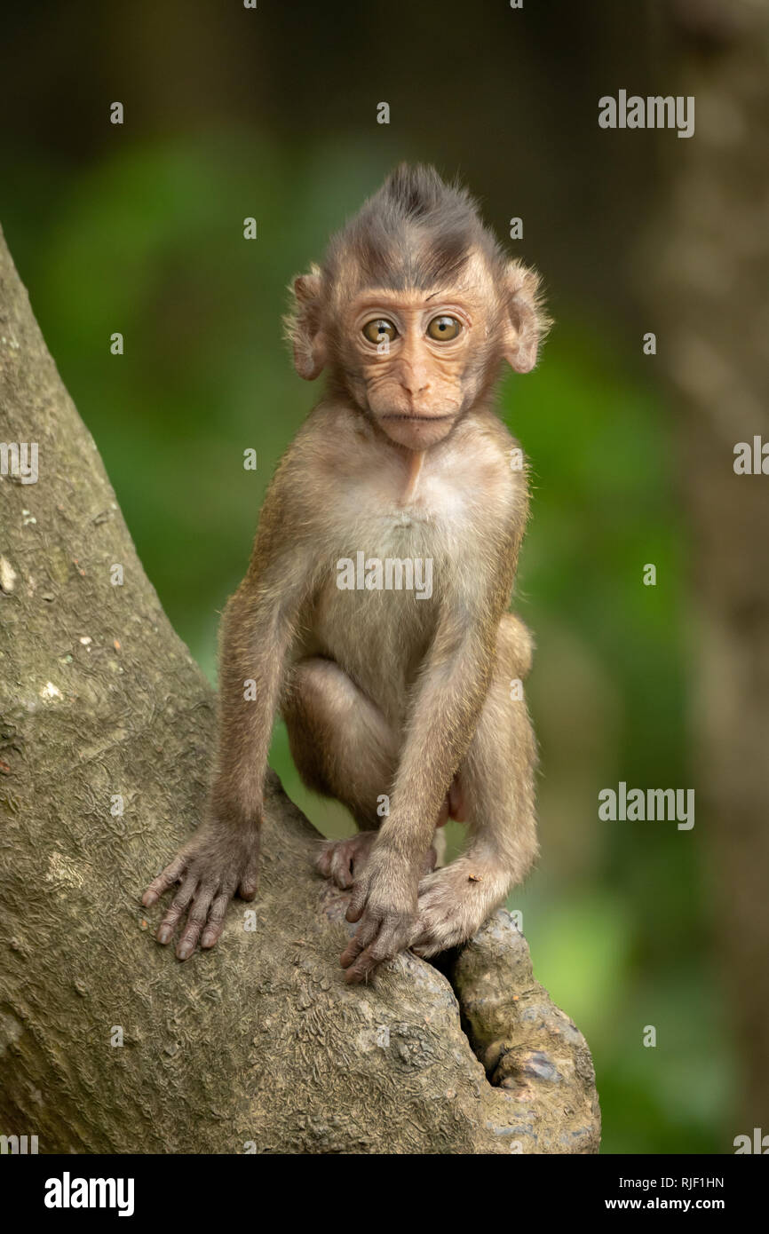 Gio baby hi-res stock photography and images - Alamy