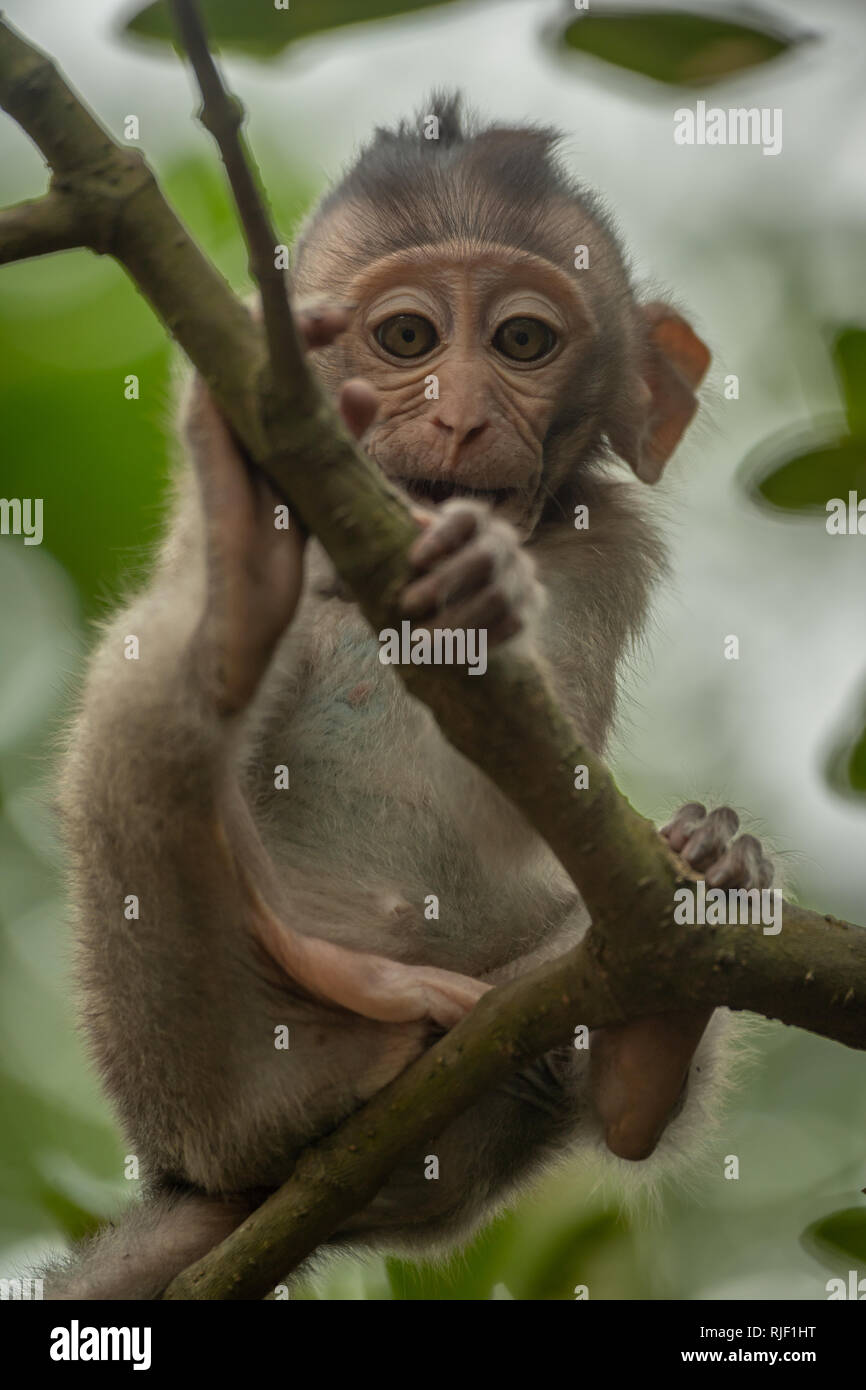 Baby long-tailed macaque sitting on thin branch Stock Photo - Alamy