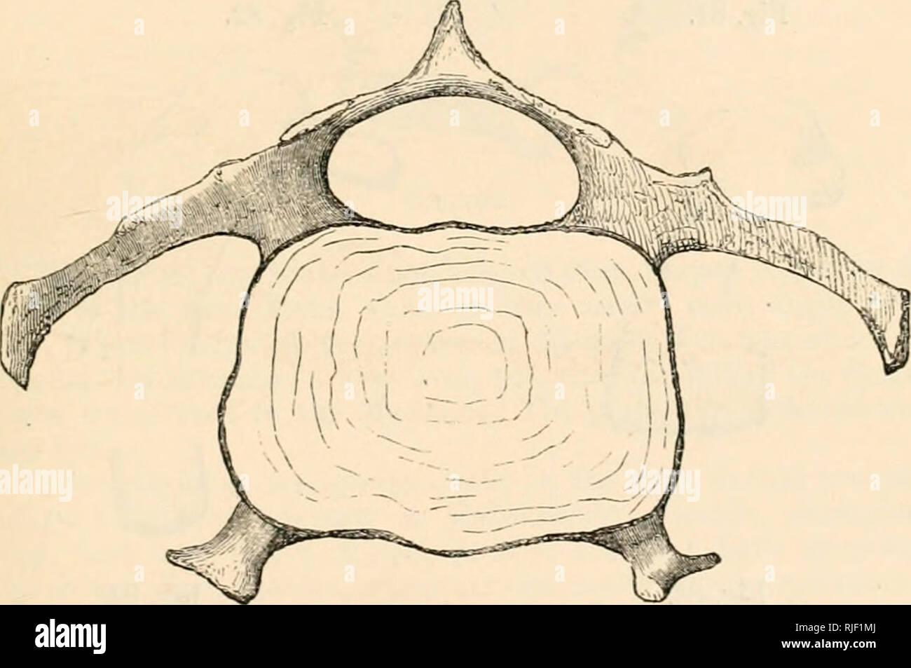 Seven cervical vertebrae hi-res stock photography and images - Alamy