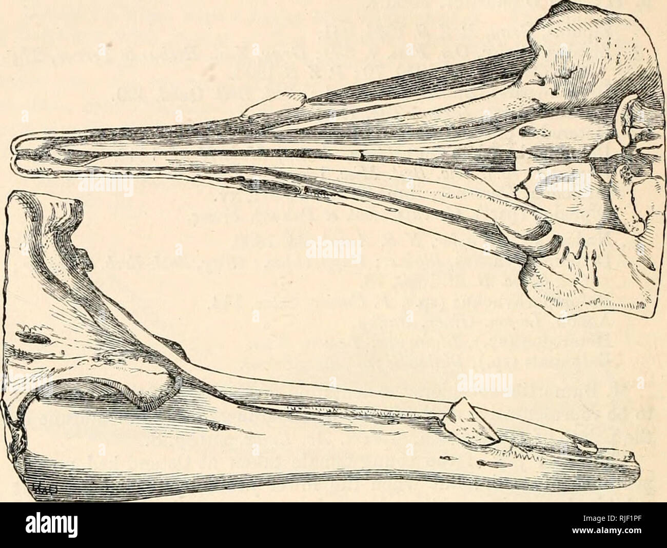 Physeter bidens hi-res stock photography and images - Alamy