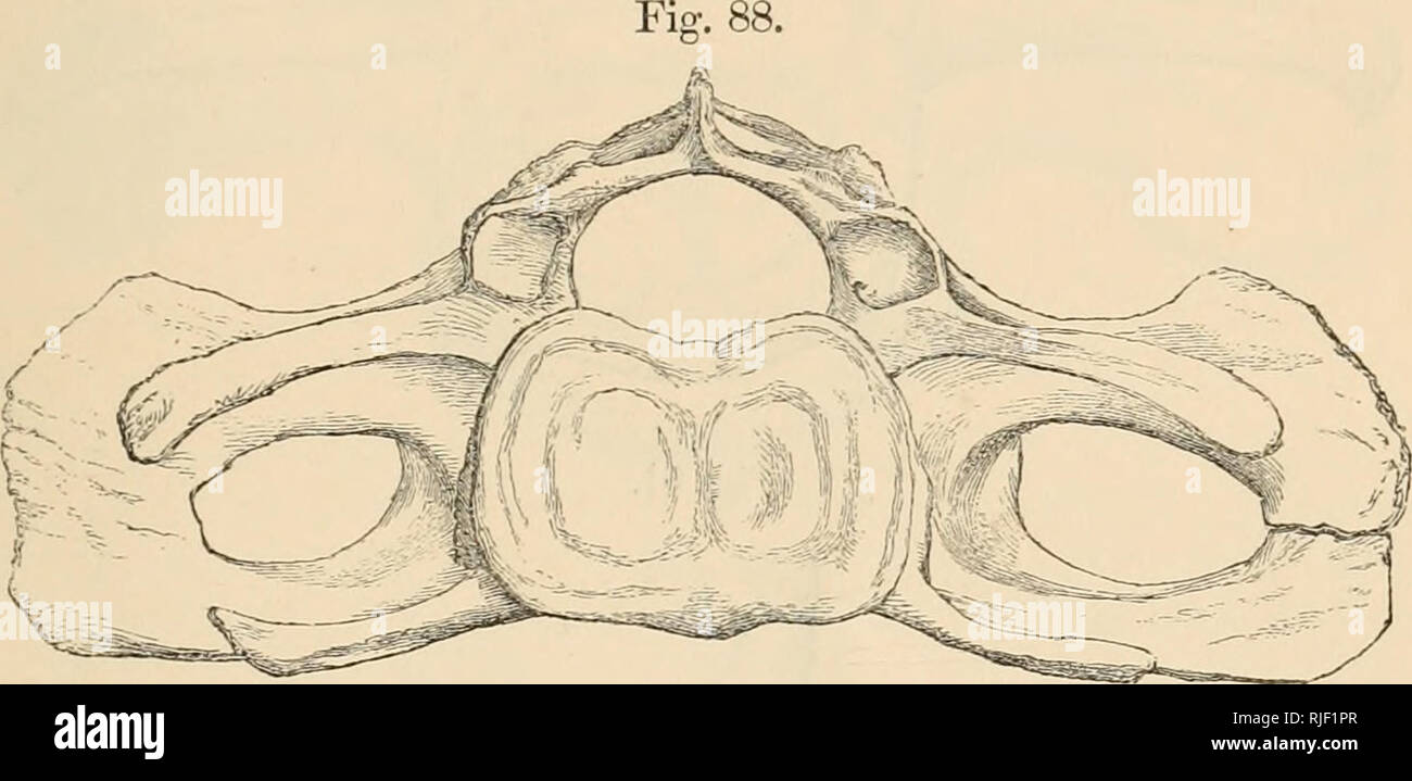 Eight whale whale ribs hi-res stock photography and images - Alamy