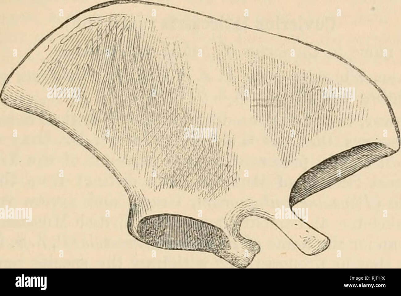 . Catalogue of seals and whales in the British Museum. British Museum ...