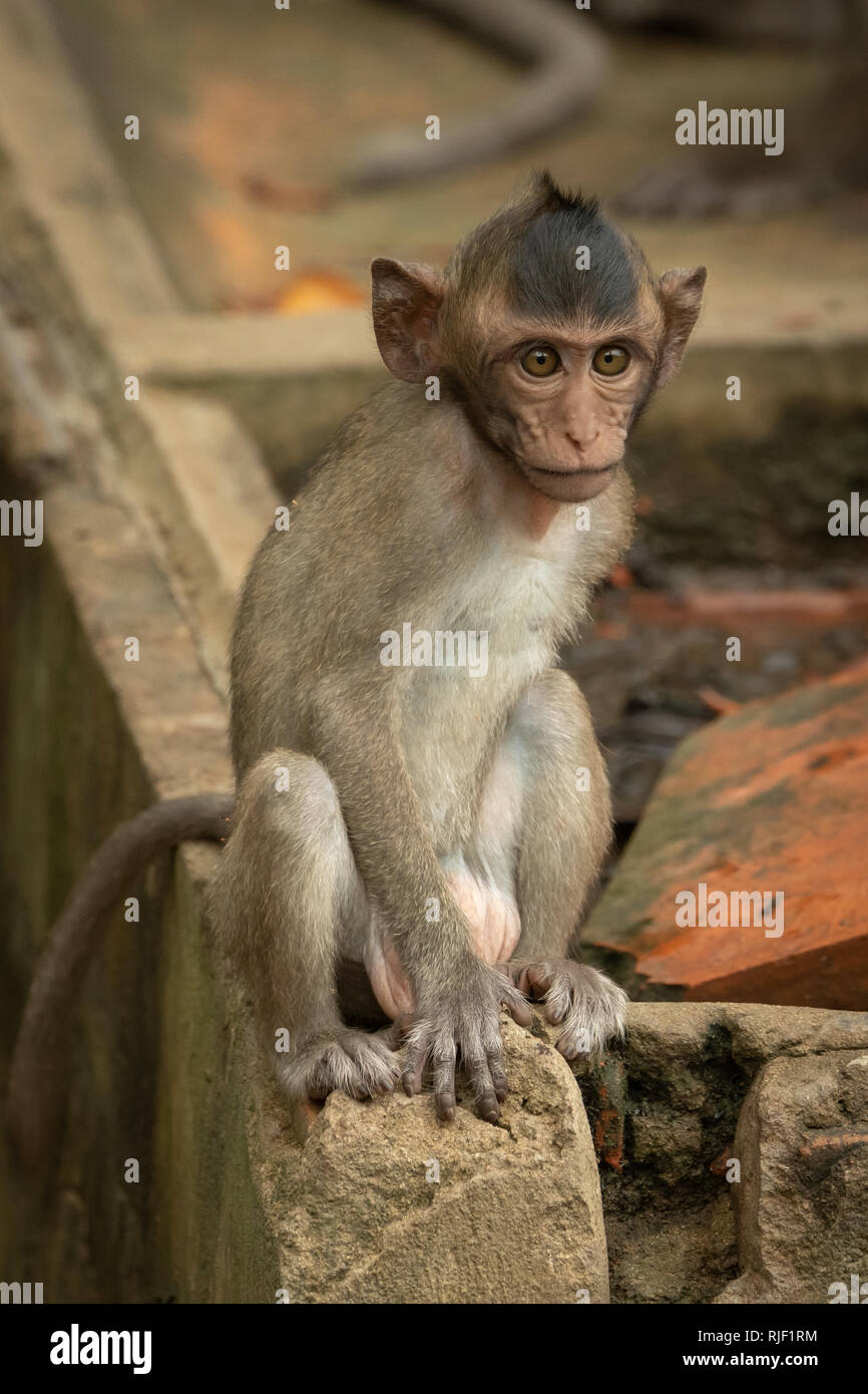 Baby long-tailed macaque sitting on wall corner Stock Photo - Alamy