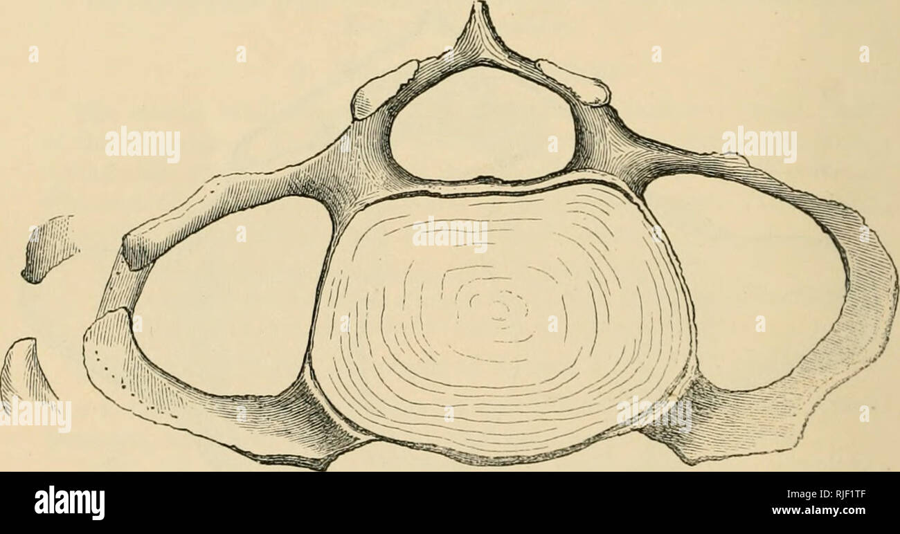 Cervical vertebra in animals hi-res stock photography and images - Alamy