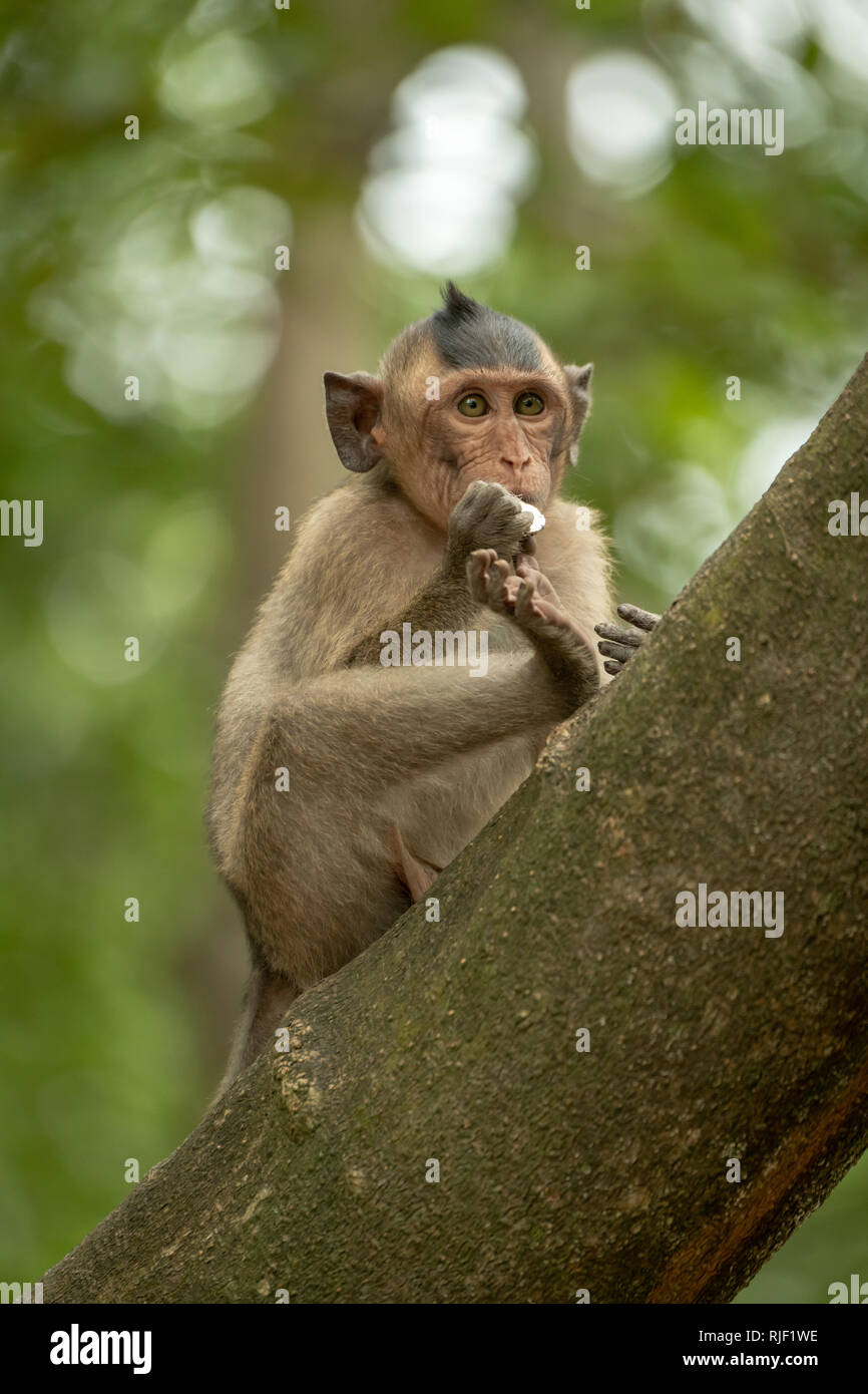 Long-tailed macaque bites shiny object on branch Stock Photo - Alamy