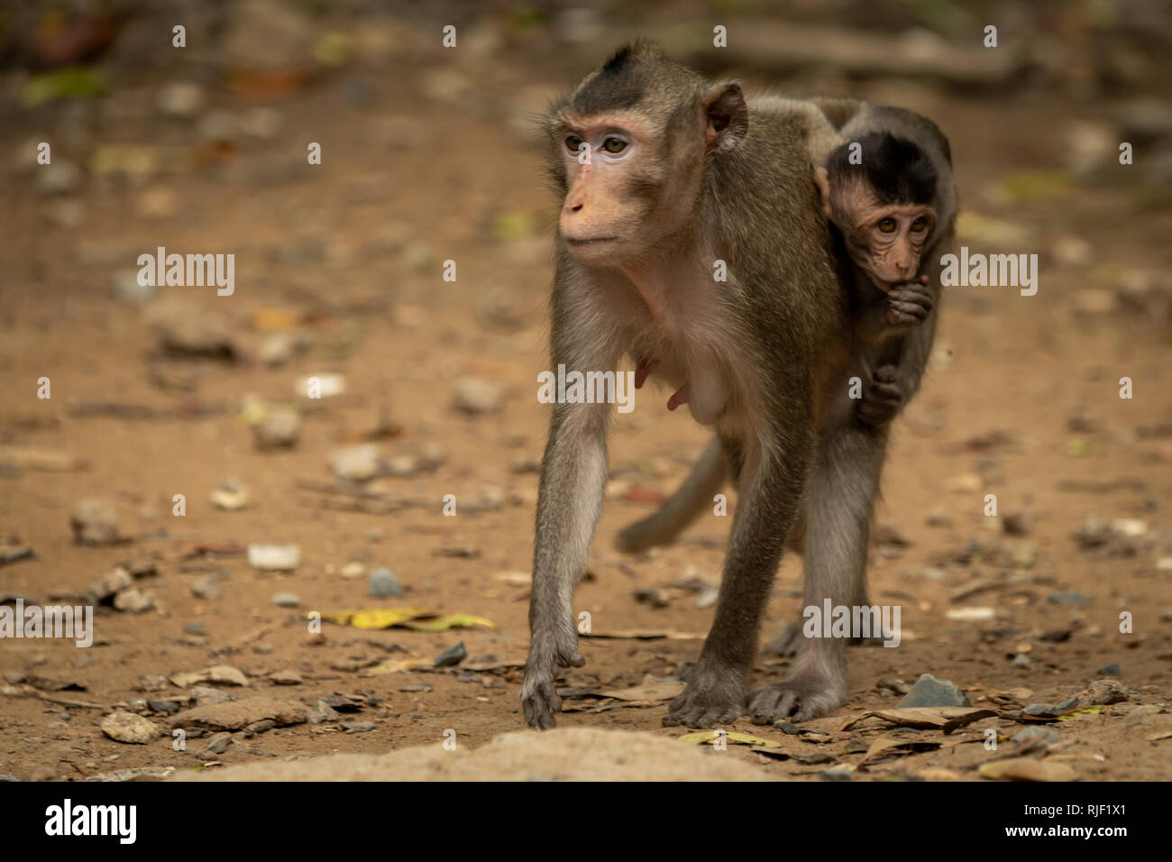 Long-tailed macaque carries baby over sandy ground Stock Photo - Alamy
