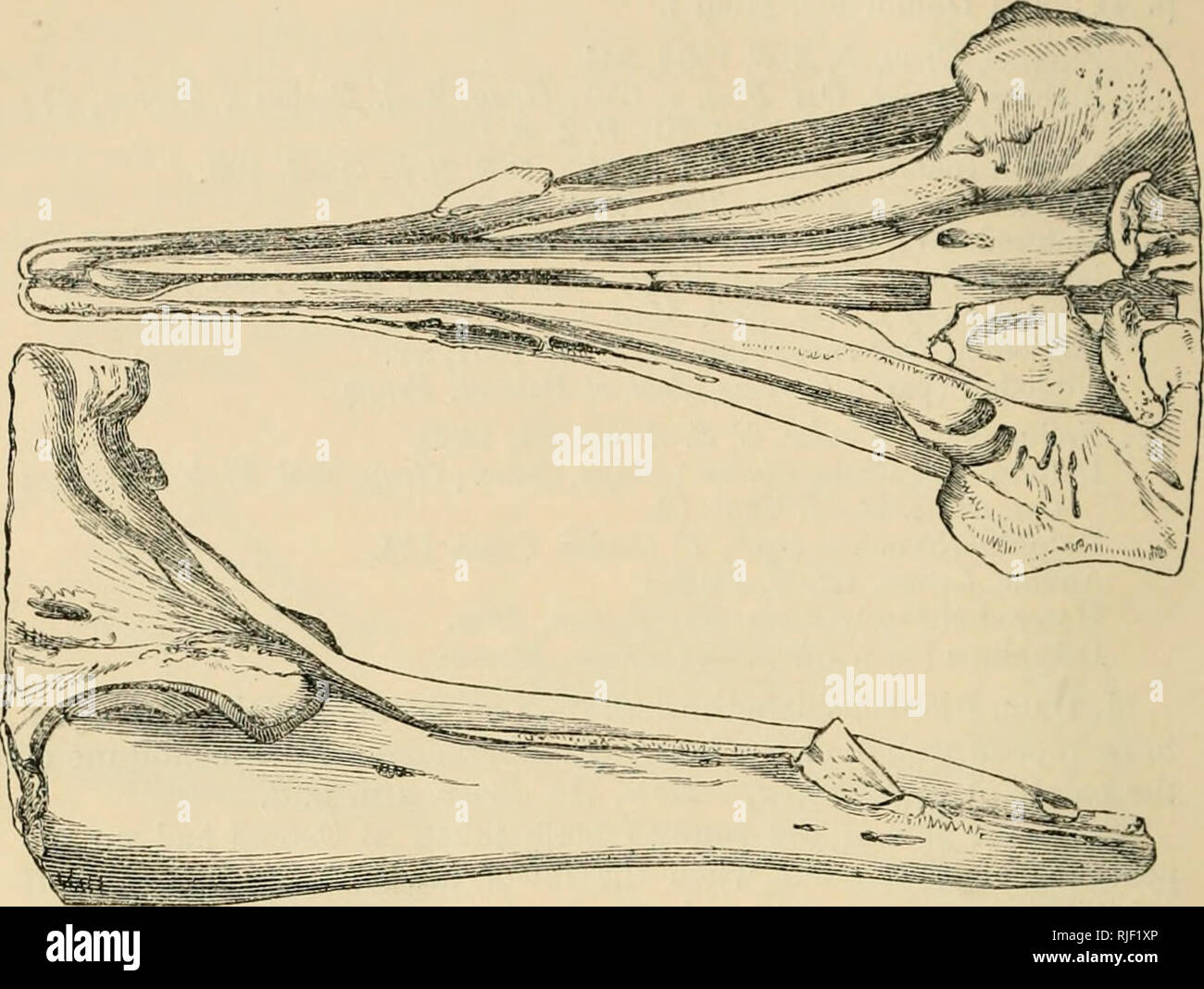 Physeter bidens hi-res stock photography and images - Alamy