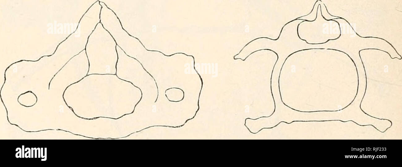 Fifth cervical vertebra hi-res stock photography and images - Alamy