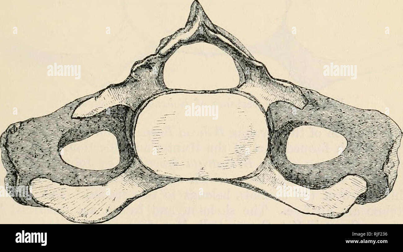 Cervical vertebra in animals hi-res stock photography and images - Alamy