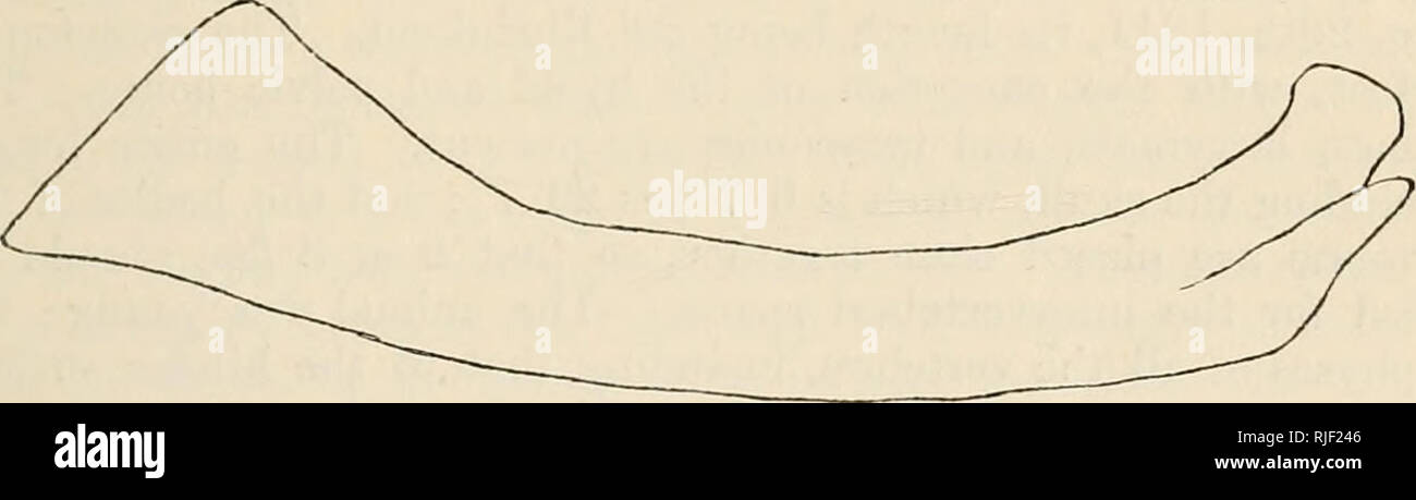 . Catalogue of seals and whales in the British Museum. British Museum ...