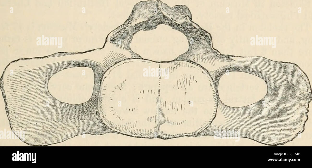 Cervical vertebra in animals hi-res stock photography and images - Alamy