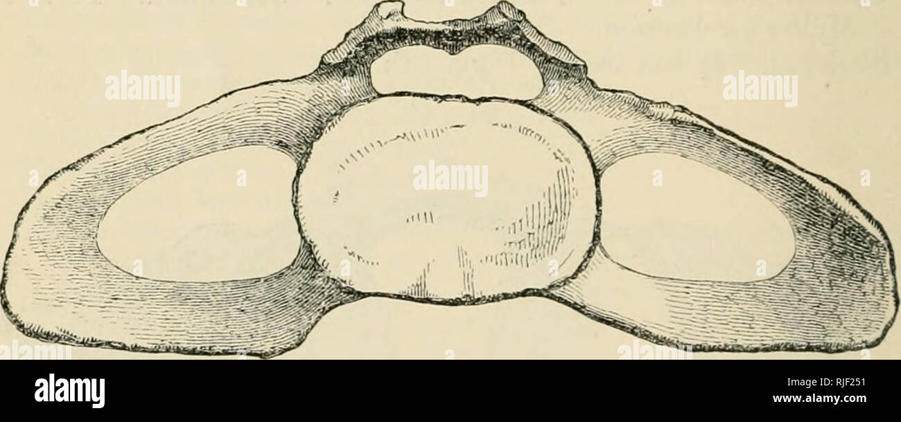 Fifth cervical vertebra hi-res stock photography and images - Alamy