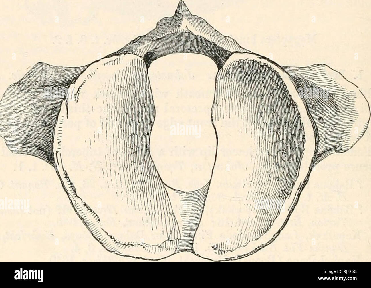 Cervical vertebra e hi-res stock photography and images - Alamy