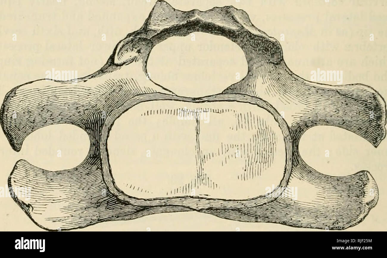 British comparative anatomist hi-res stock photography and images - Alamy