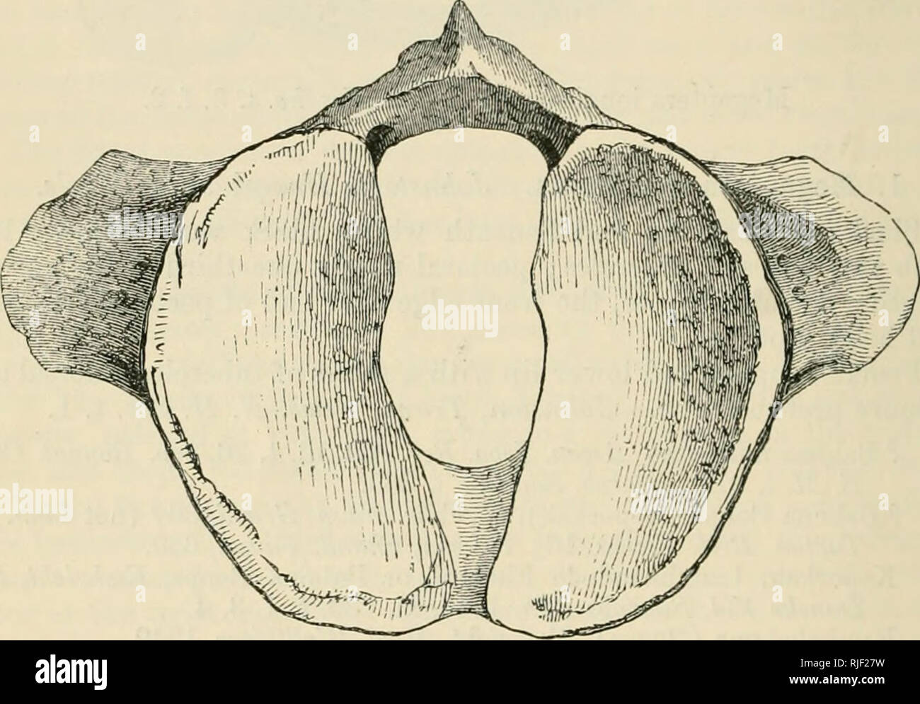 . Catalogue of seals and whales in the British Museum. British Museum ...
