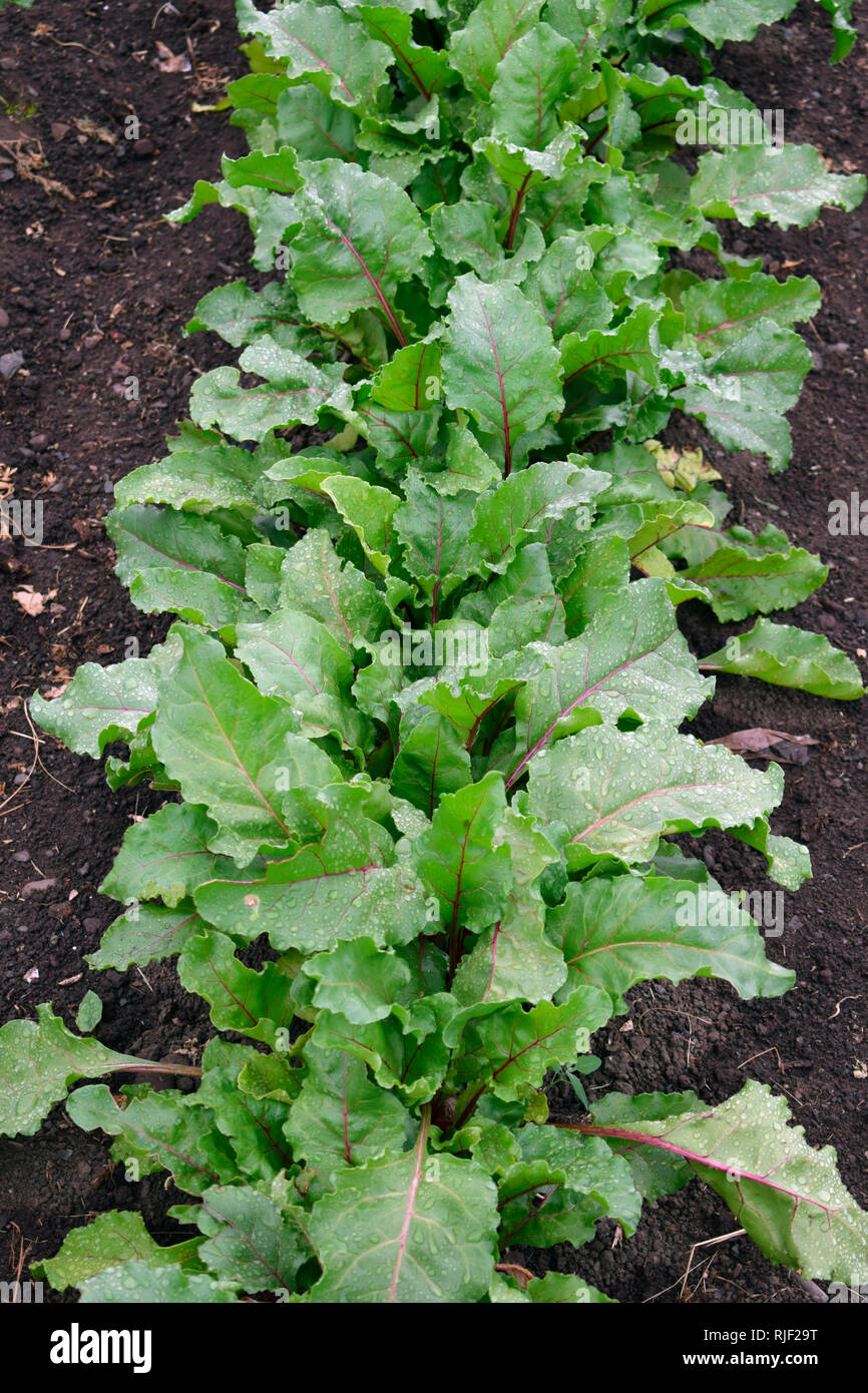 Beta vulgaris beetroot hi-res stock photography and images - Alamy