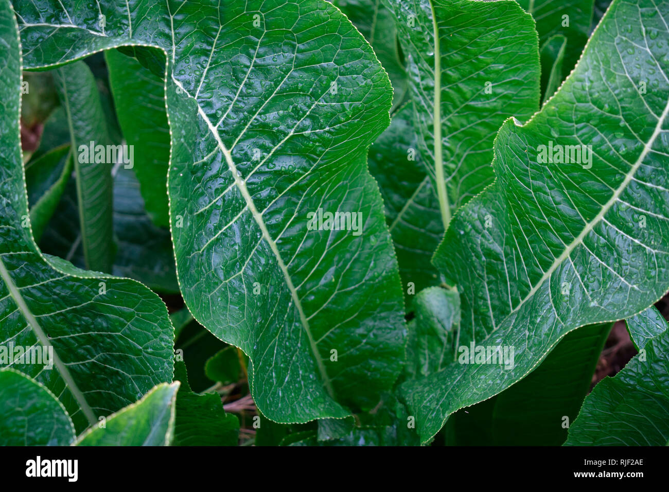 Comfrey leaves hi-res stock photography and images - Alamy