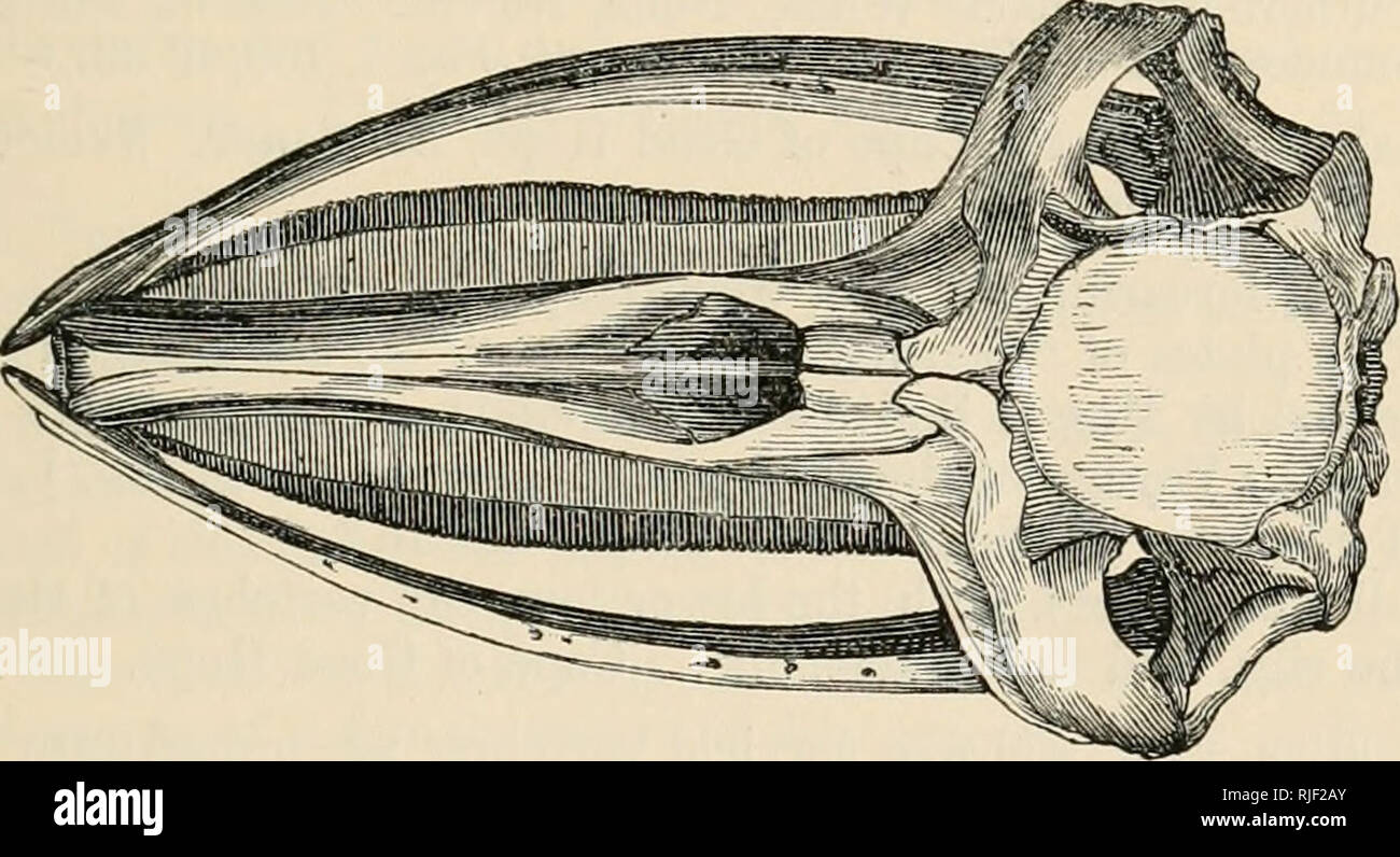 . Catalogue of seals and whales in the British Museum. British Museum ...