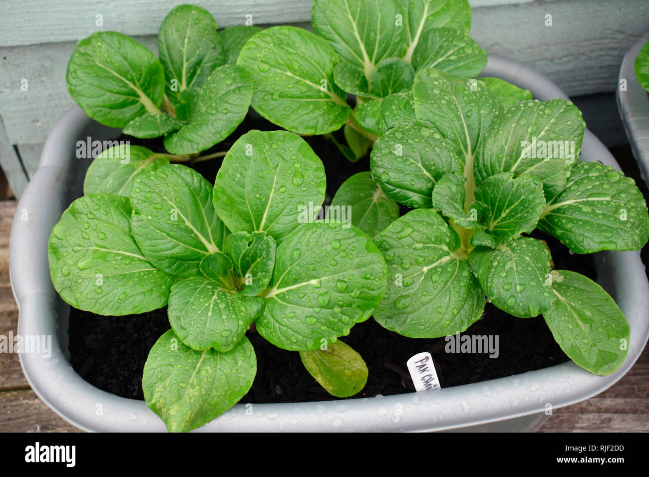 Pak choi growing hi-res stock photography and images - Alamy