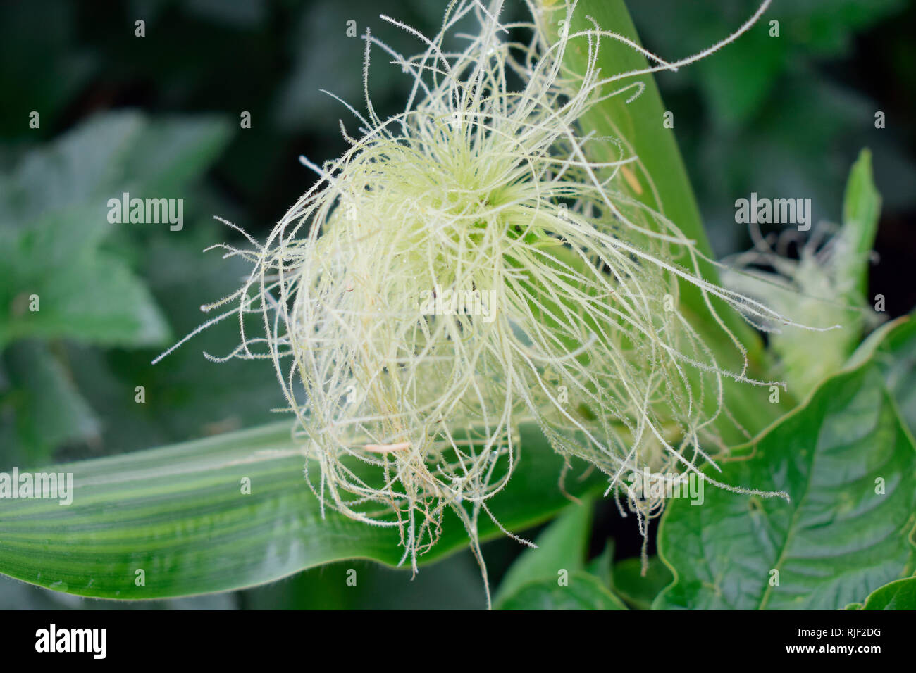 Sweetcorn silk fronds Stock Photo - Alamy