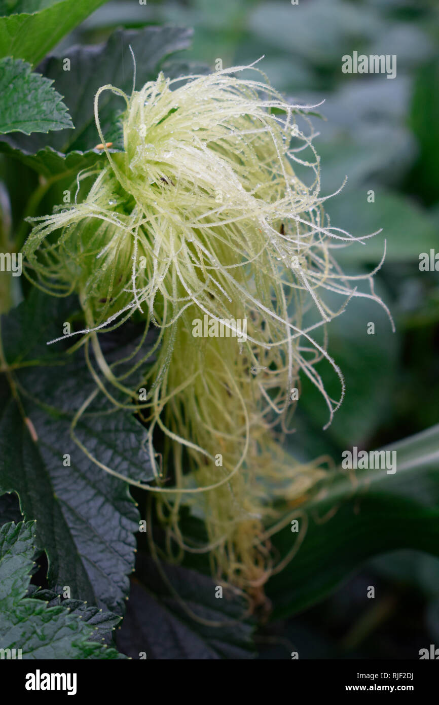 Sweetcorn silk hi-res stock photography and images - Alamy