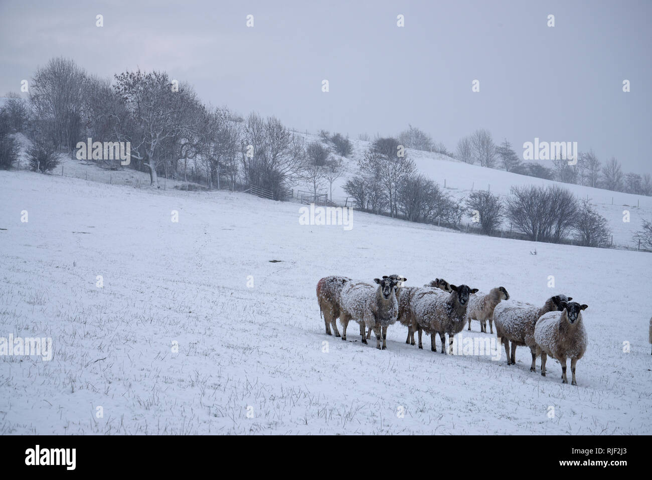 Snowy dawn in the Peak District National Park, England. Twilight light ...