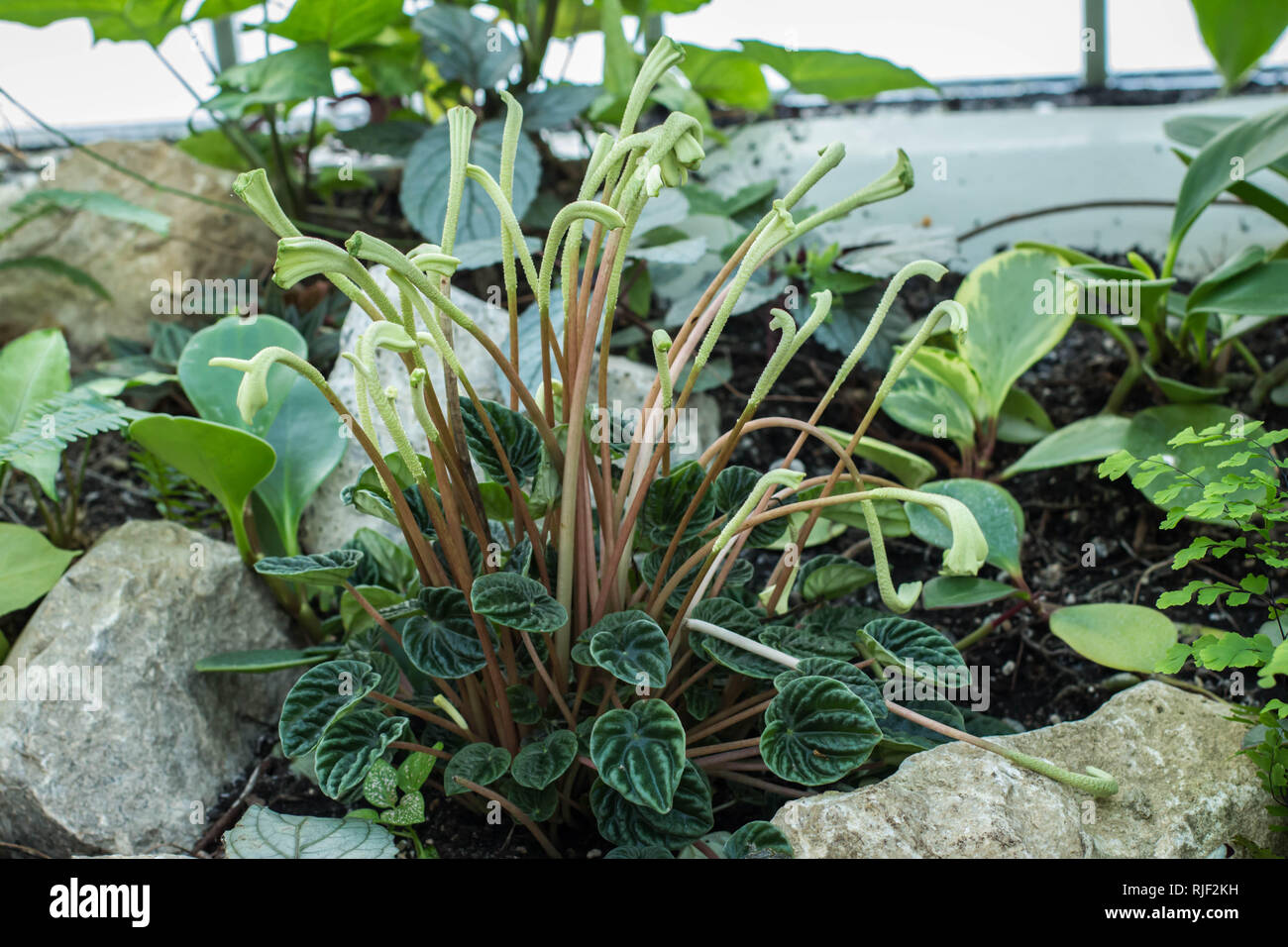 Single flowering plant of emerald Ripple peperomia or Peperomia ...