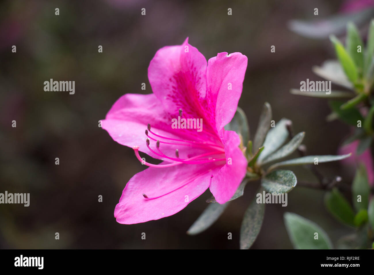 Azalea pollen leaf top hi-res stock photography and images - Alamy