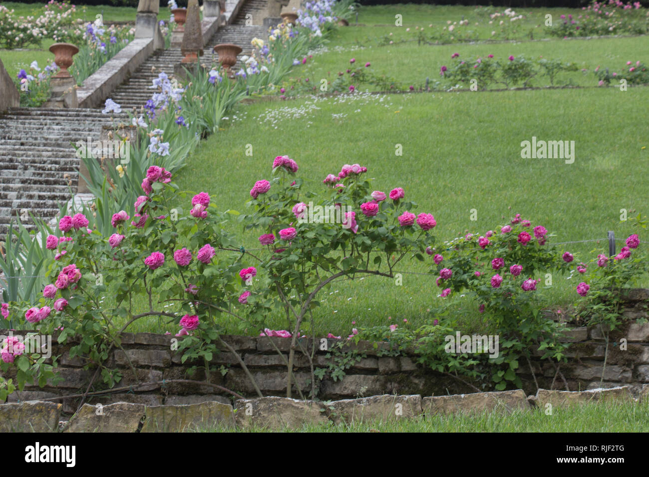Pink roses flowers tuscany italy hi-res stock photography and images ...