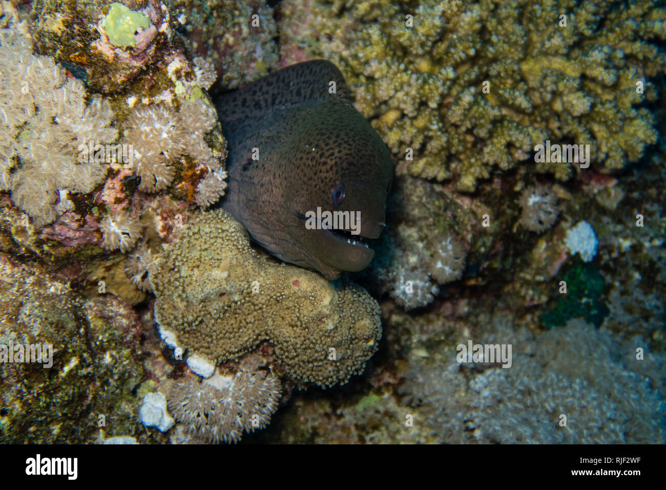 Moray eel peeking out of a rock crevice of the coral reef of the Red ...