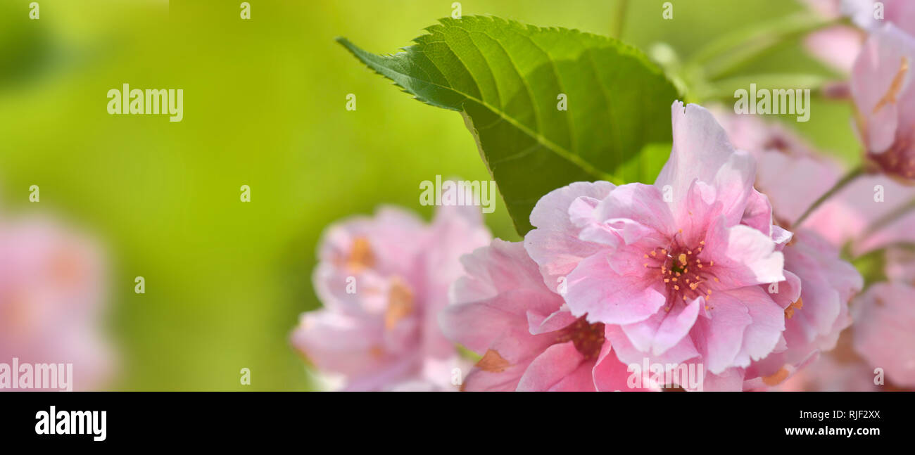 beautiful pink cherry blossom tree in spring Stock Photo - Alamy