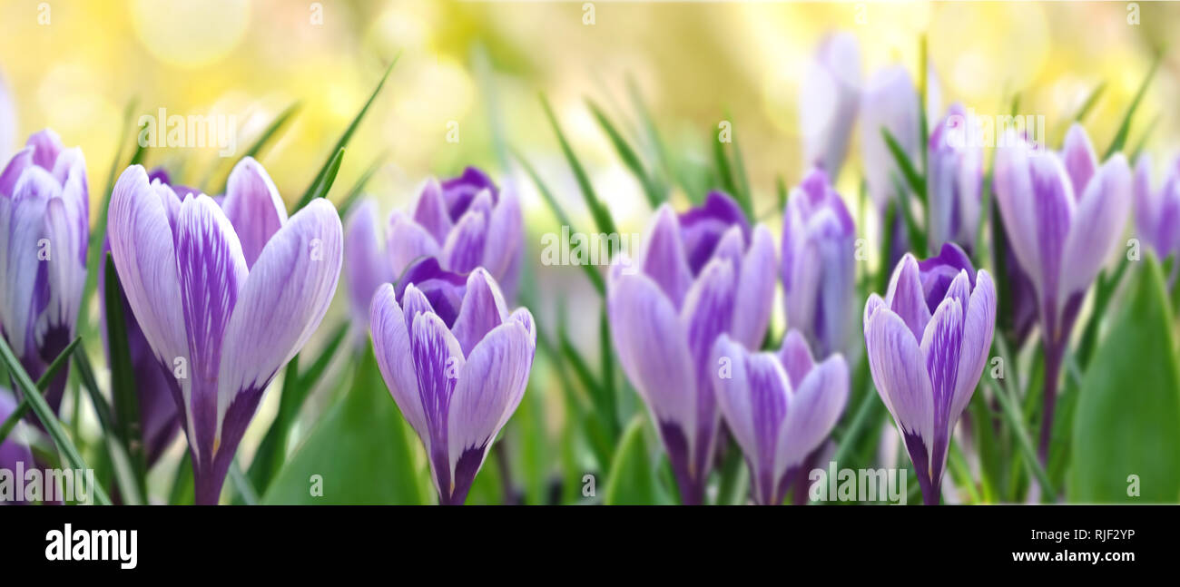 beautiful purple crocus blooming in a garden in panoramic size Stock ...