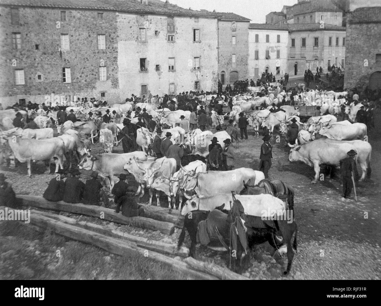italy, tuscany, chiusdino, cattle market 1800-1900 Stock Photo - Alamy