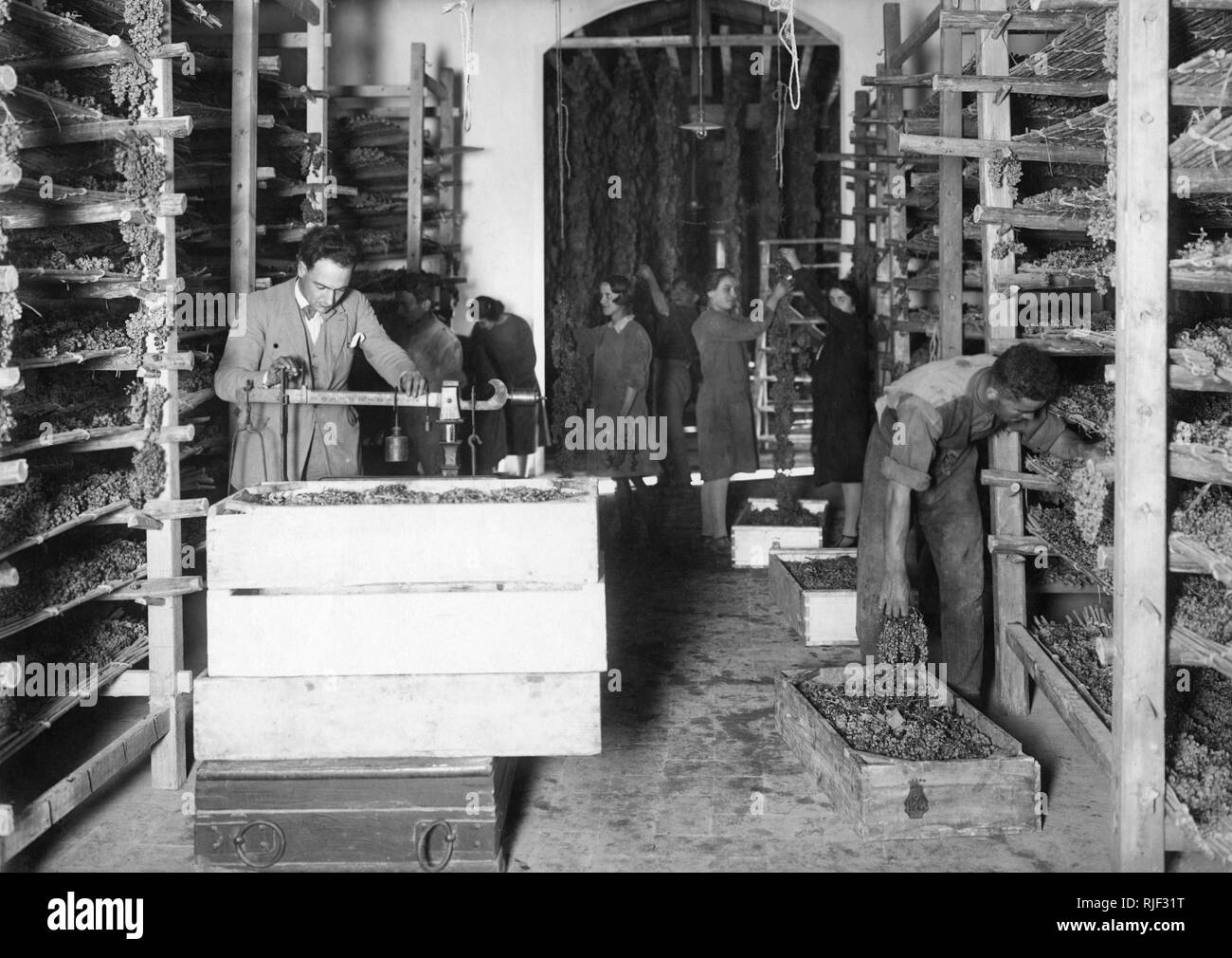 Bunches of grapes Black and White Stock Photos & Images - Alamy
