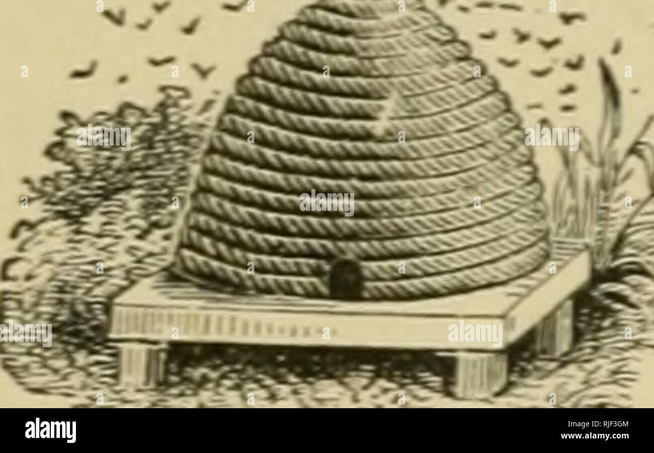 Fixed comb hi-res stock photography and images - Alamy