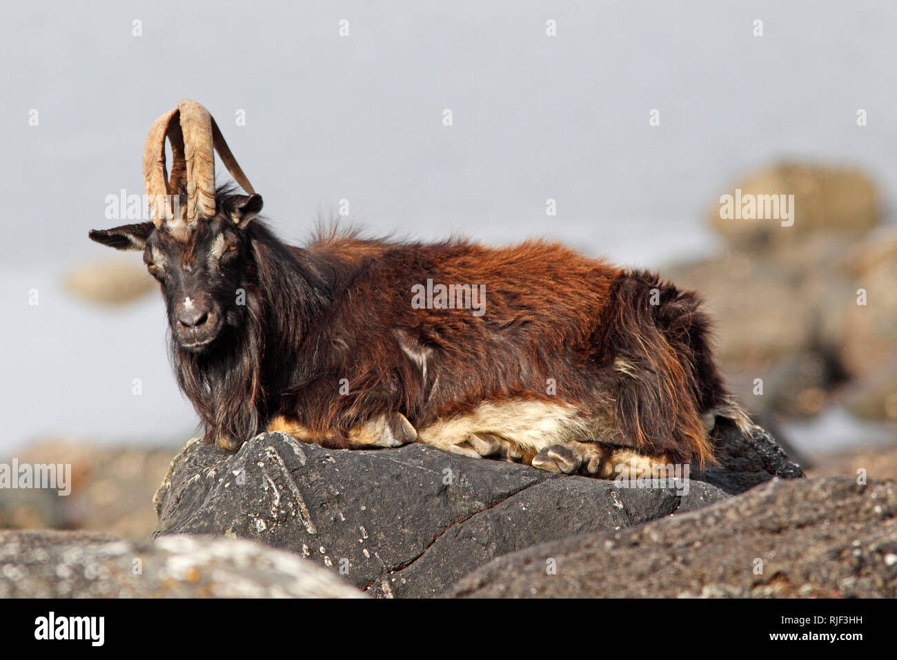 Male feral goat hi-res stock photography and images - Alamy