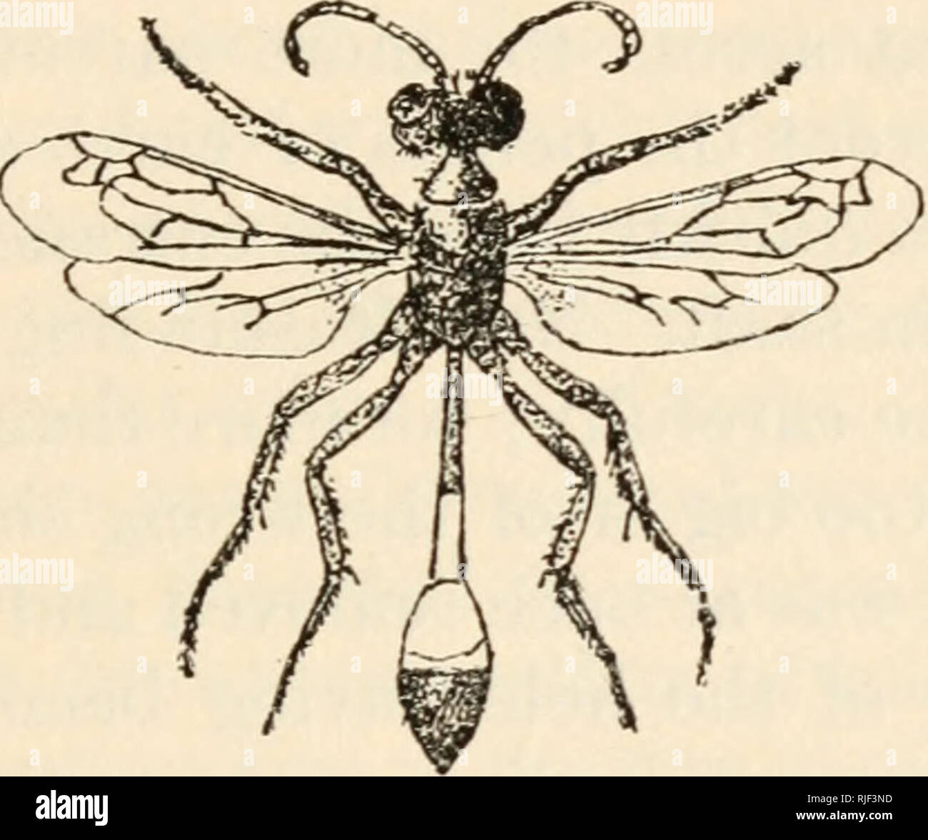 . Bees and wasps. Bees; Wasps. Ill] FOSSORES OR DIGGER-WASPS 21 and ...