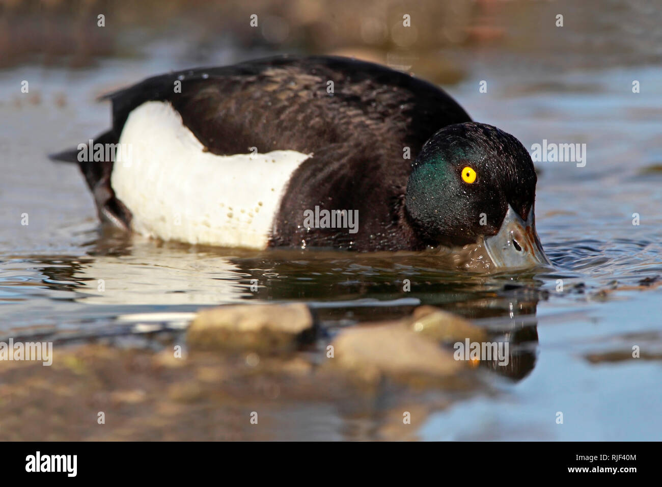 Tufted ducks scotland hi-res stock photography and images - Alamy